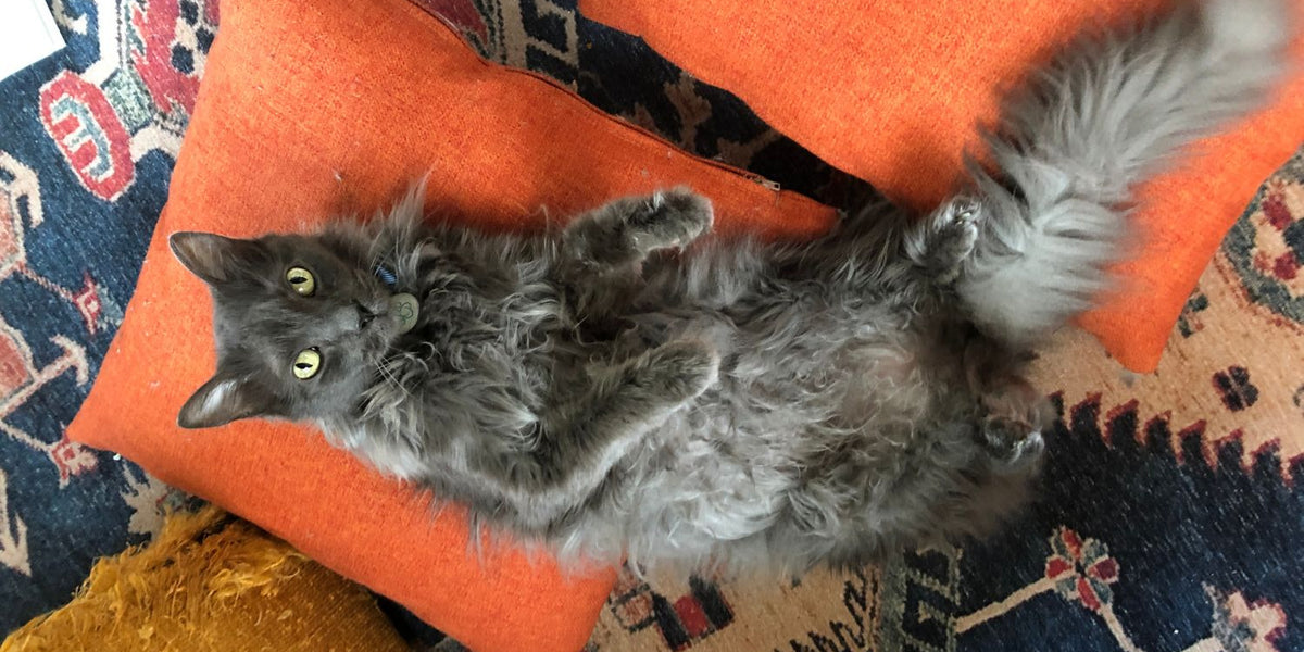 Solensia for Cats — The New Pet Arthritis Injection — Paramount Pet Health